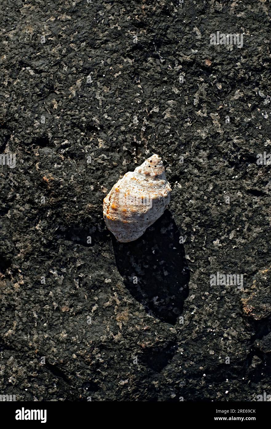Small simple twisted shell on a black basalt rock Stock Photo - Alamy