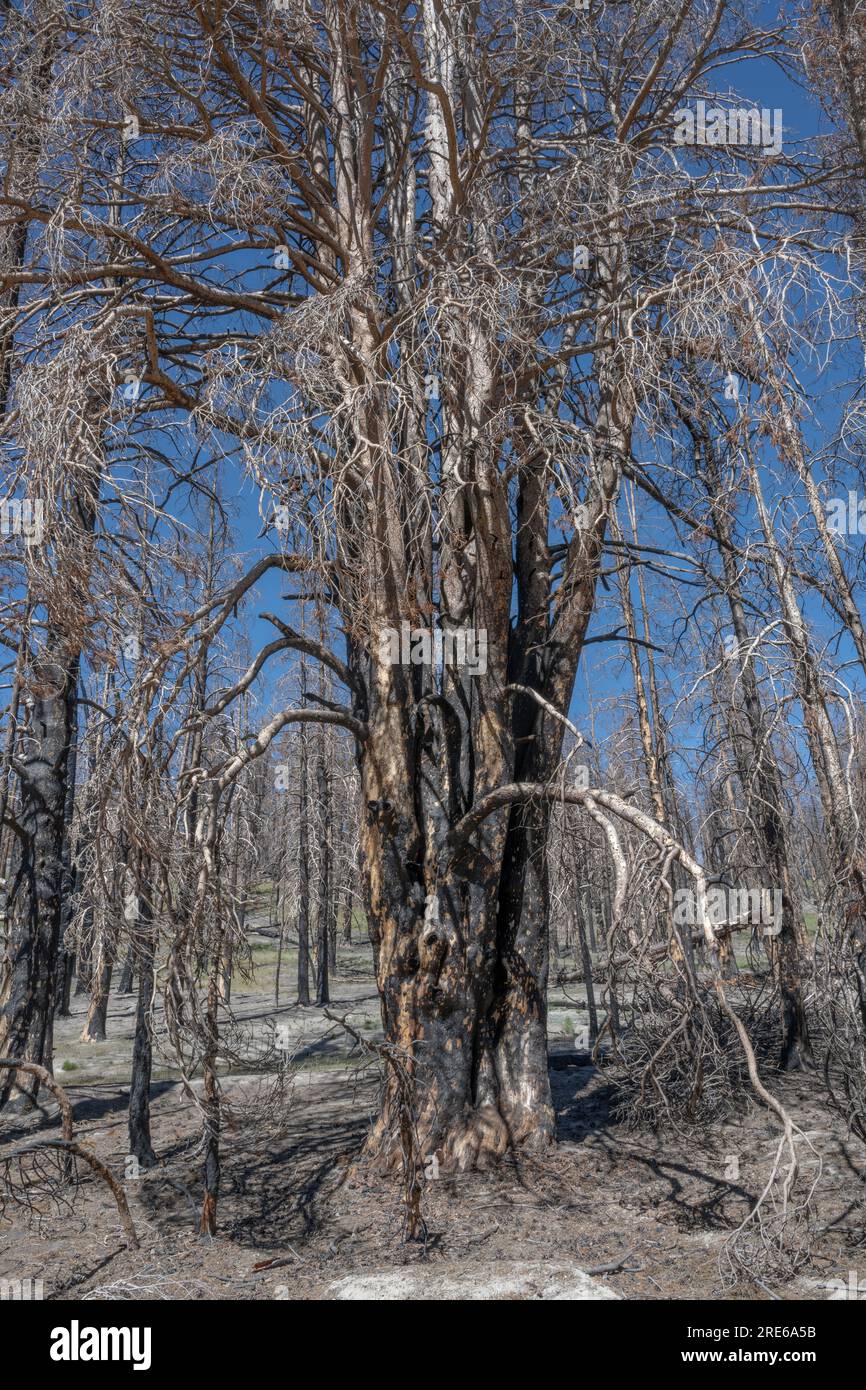Trees scorched & dead three years after the forest fire, Inyo national ...