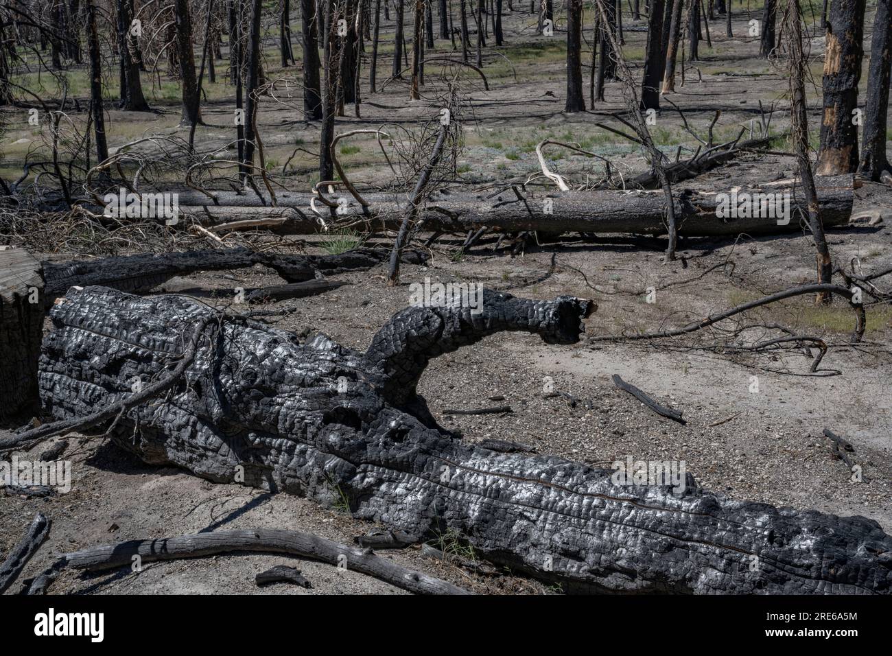 Trees scorched & dead three years after the forest fire, Inyo national ...