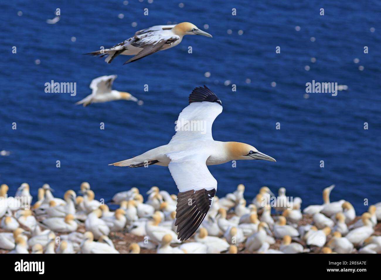 Northern Gannet portrait in flight, Bonaventure Island, Quebec, Canada ...