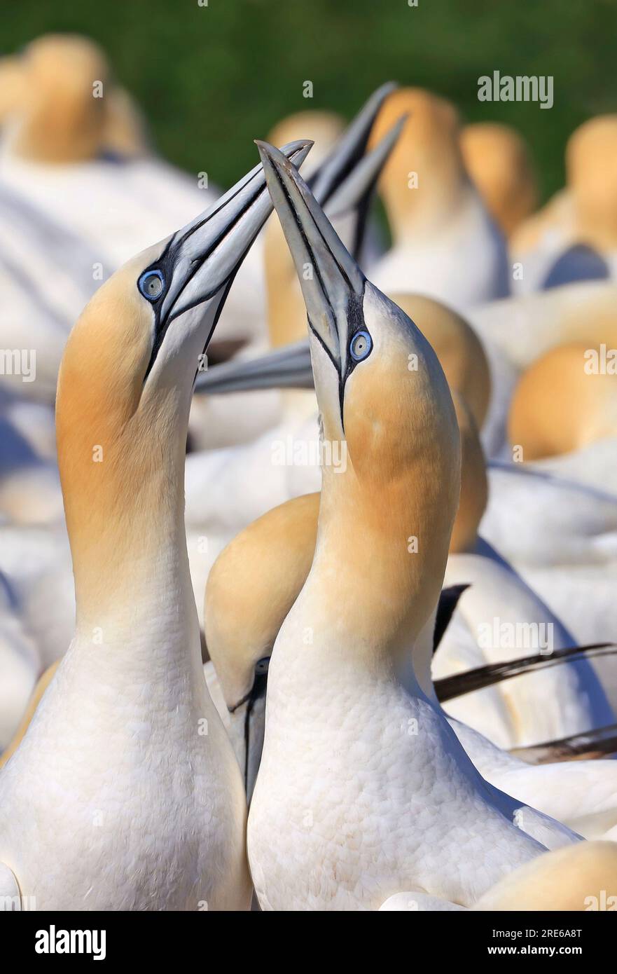 Crowd of gannets hi-res stock photography and images - Alamy