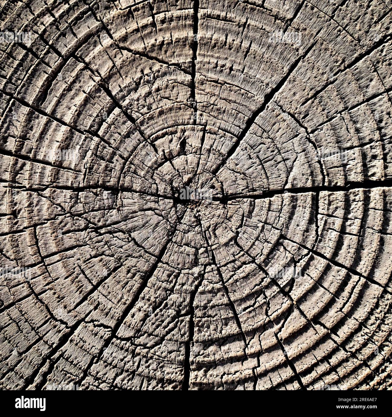 Bold graphic natural texture of a section of a wooden log, with ...