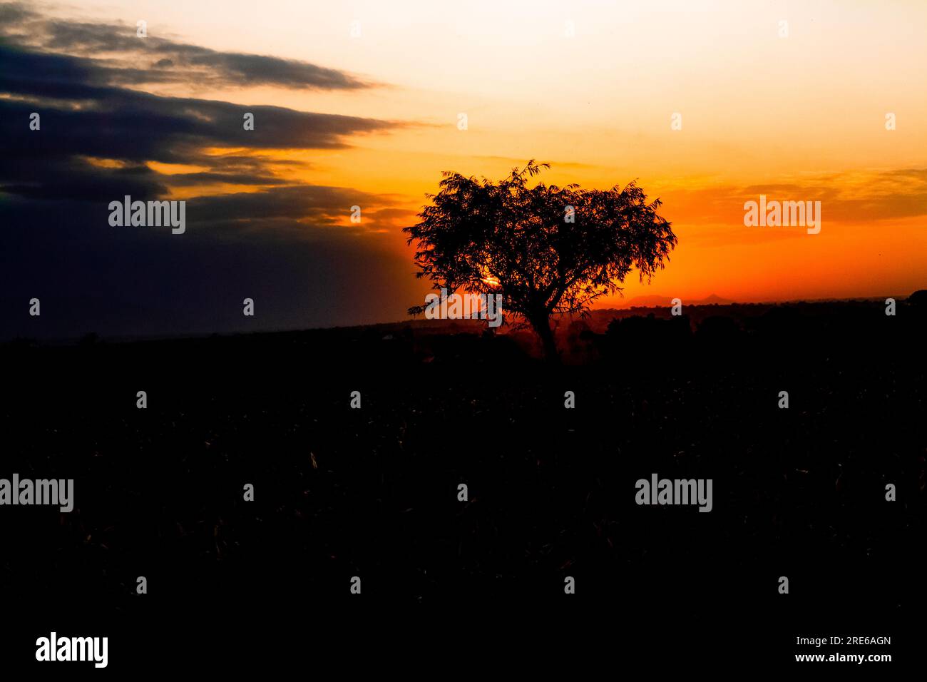 Tree blocking sunset hi-res stock photography and images - Alamy