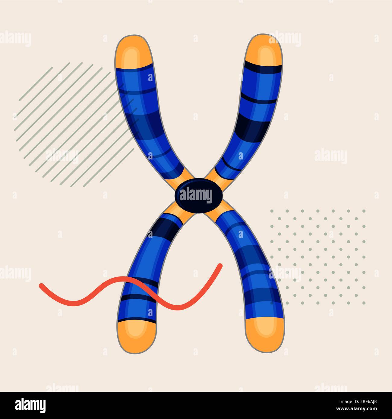 Chromosome - long DNA molecule with proteins - Stock Illustration as EPS 10 File Stock Vector ...
