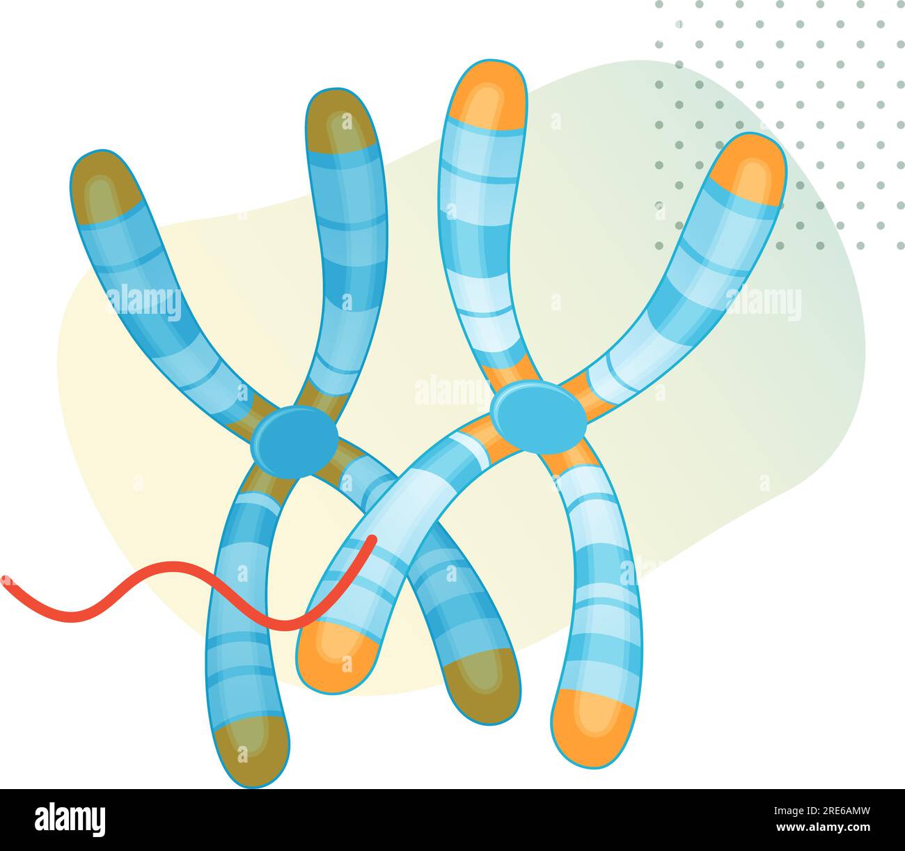 Chromosome - long DNA molecule with proteins - Stock Illustration as EPS 10 File Stock Vector ...