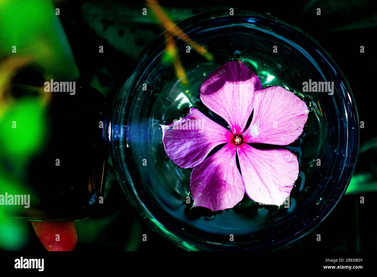 Purple vicaria flower in a glass hi-res stock photography and images ...