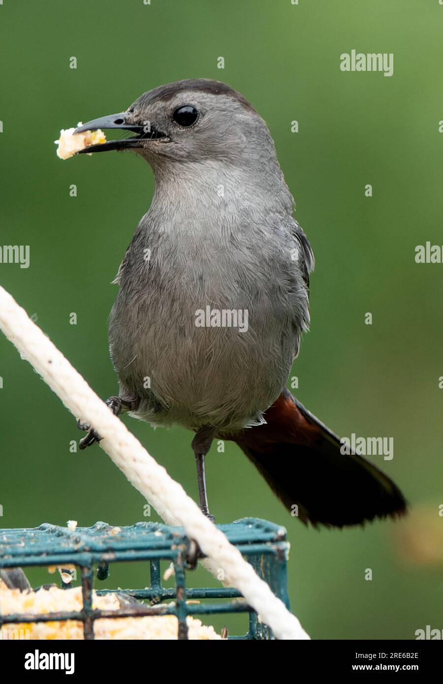 Gray Catbird poised on the bird feeder Stock Photo - Alamy