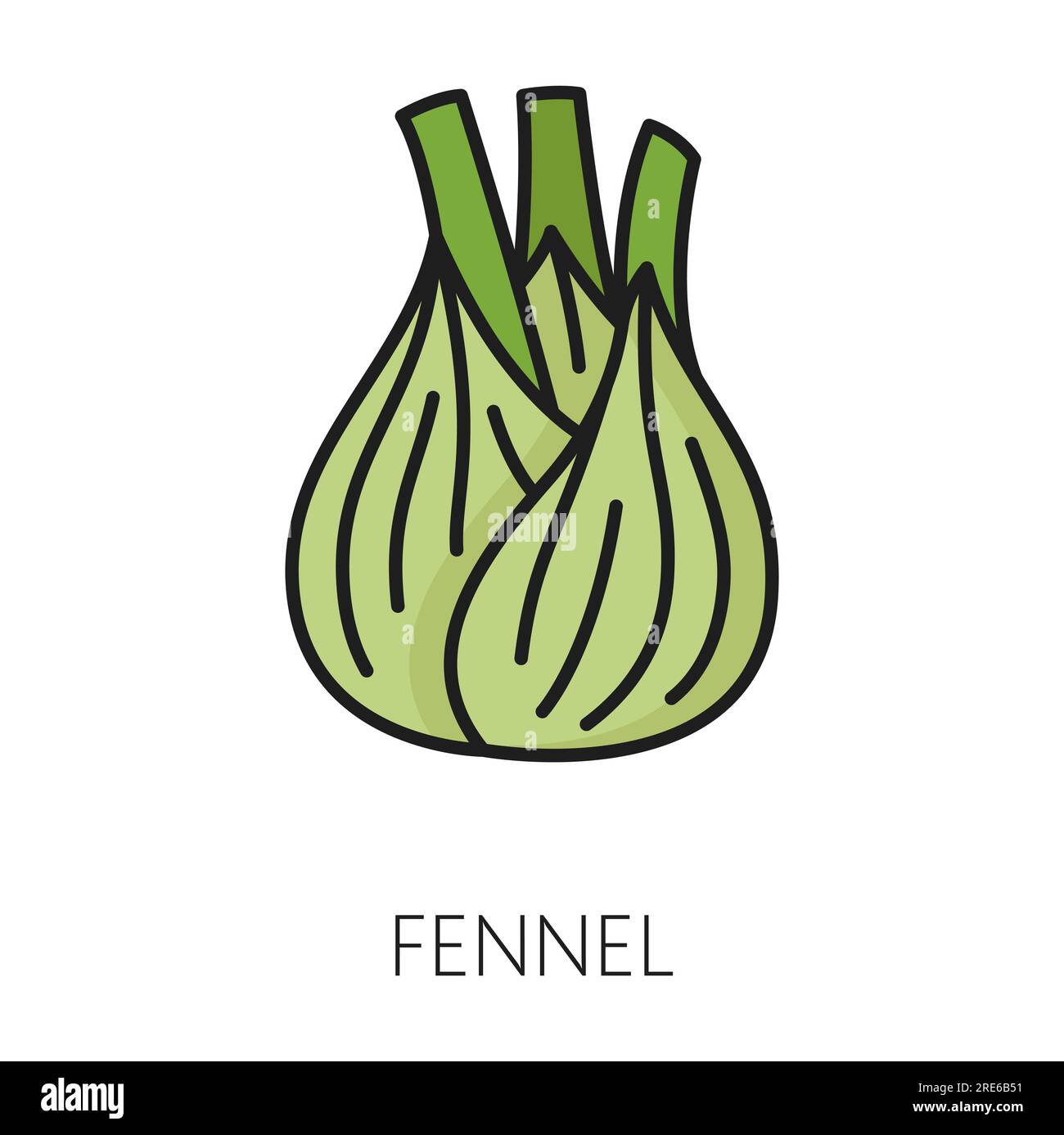 Fennel plant bulb Stock Vector Images - Alamy