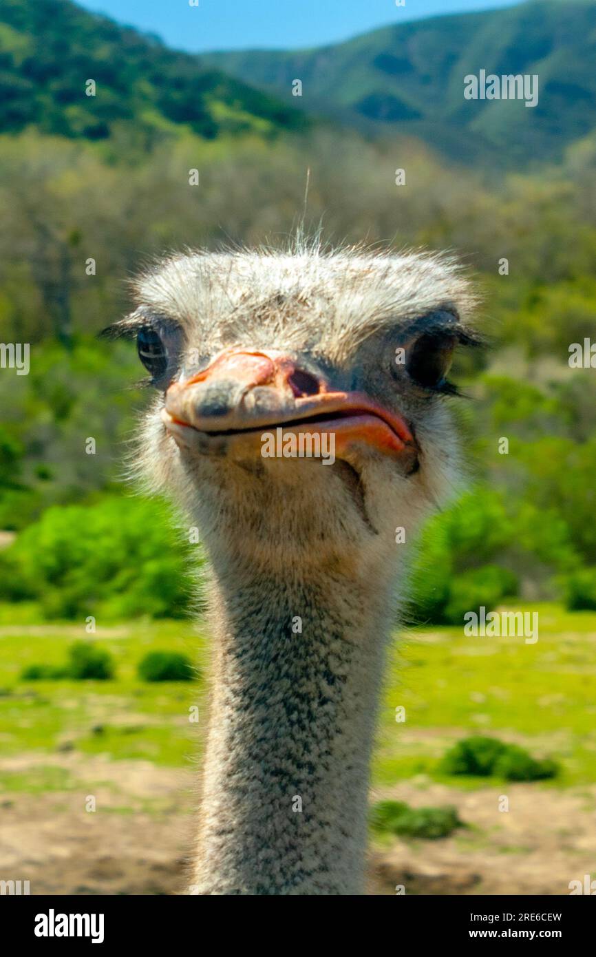 Closeup ostrich head hi-res stock photography and images - Alamy