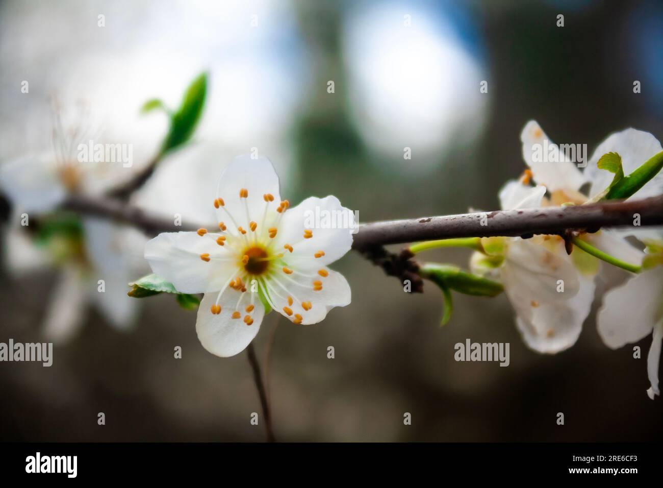 Plum blossoms, Prunus mume, also known as Chinese plum, Japanese plum ...