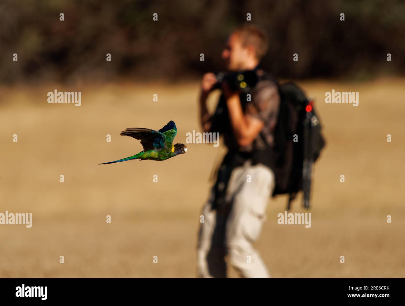 Australian Ringneck - Barnardius zonarius parrot native to Australia ...