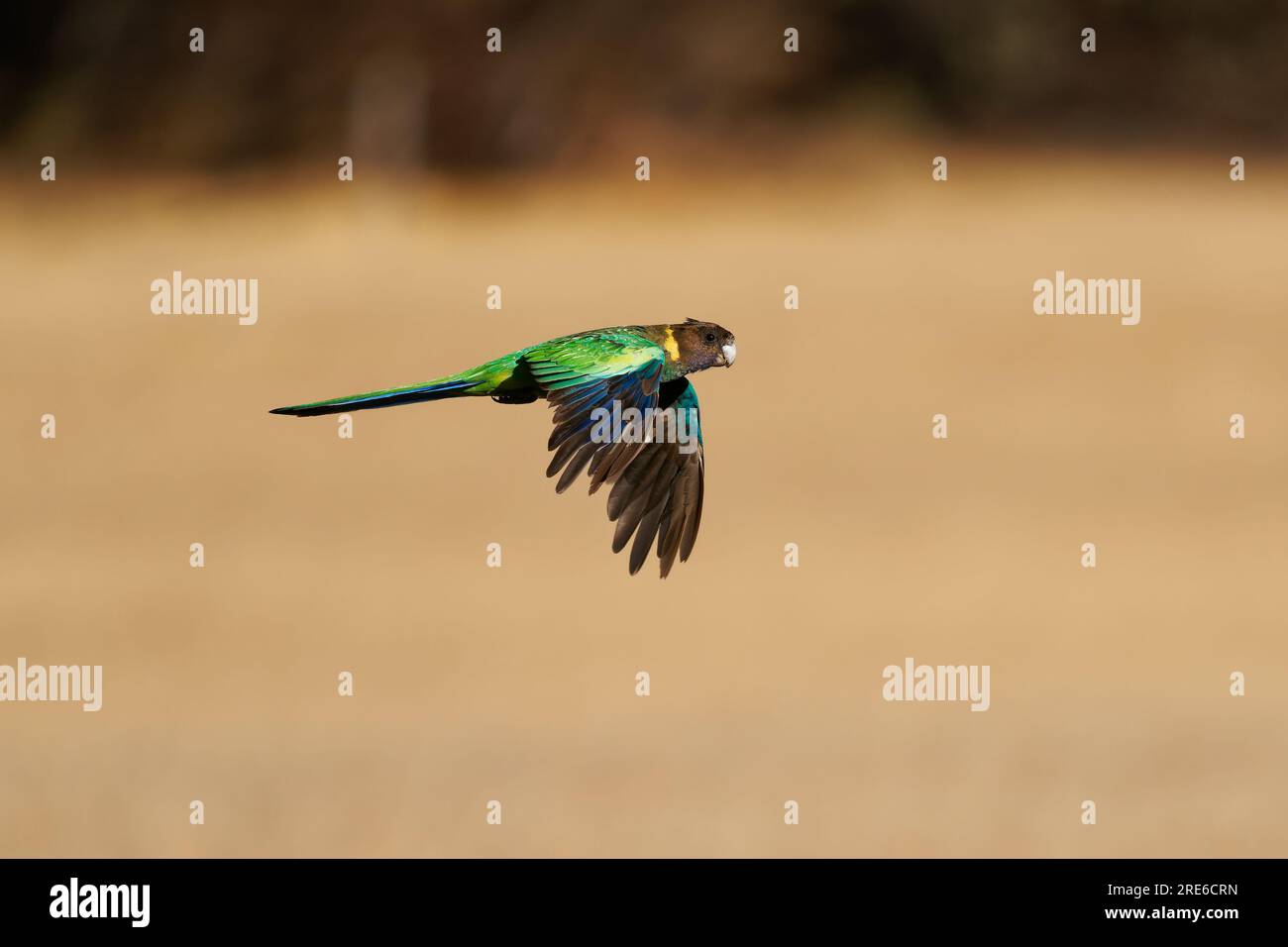 Australian Ringneck - Barnardius zonarius is parrot native to Australia ...