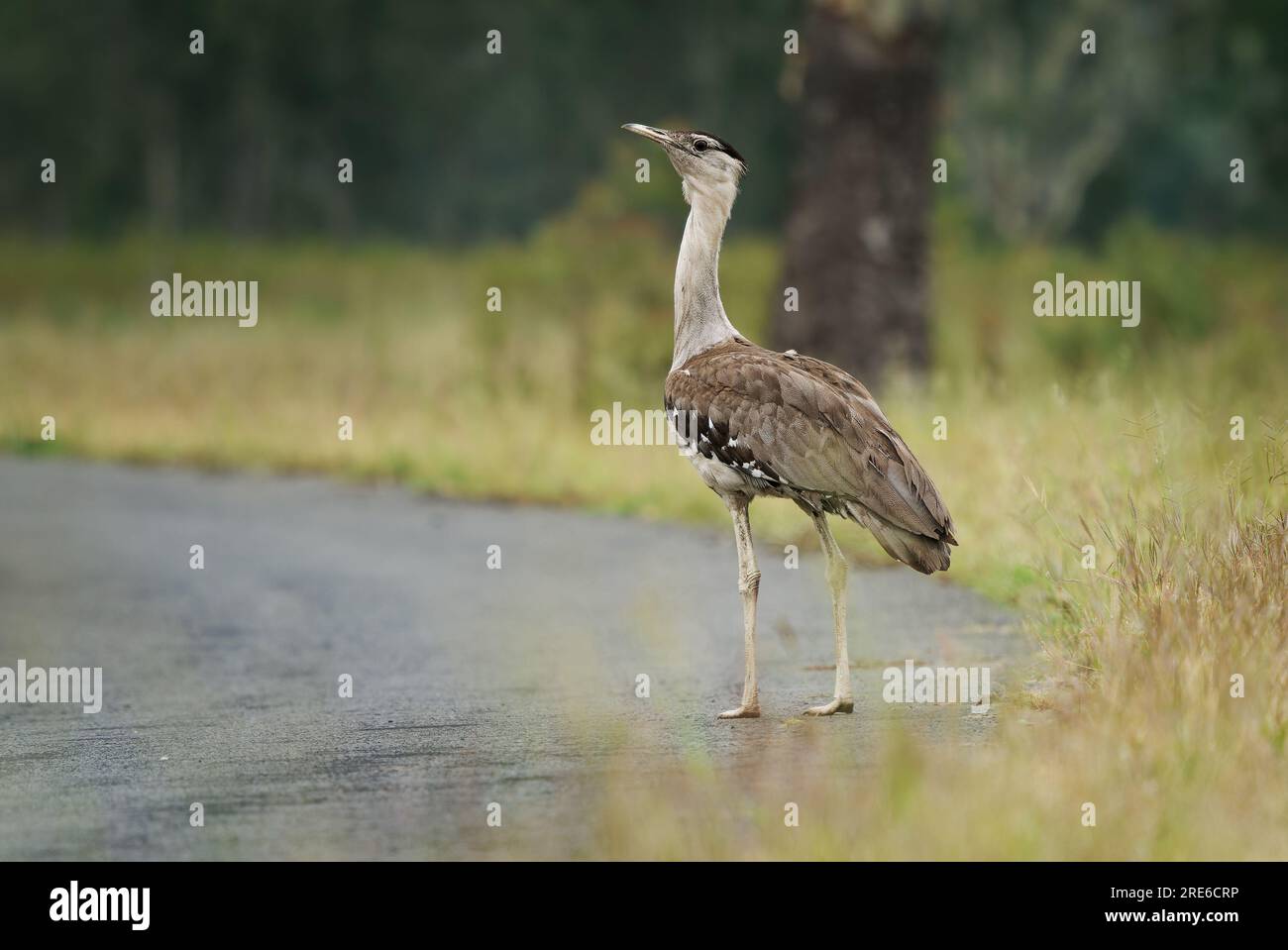 Australian bustard - Ardeotis australis large ground-dwelling big bird ...