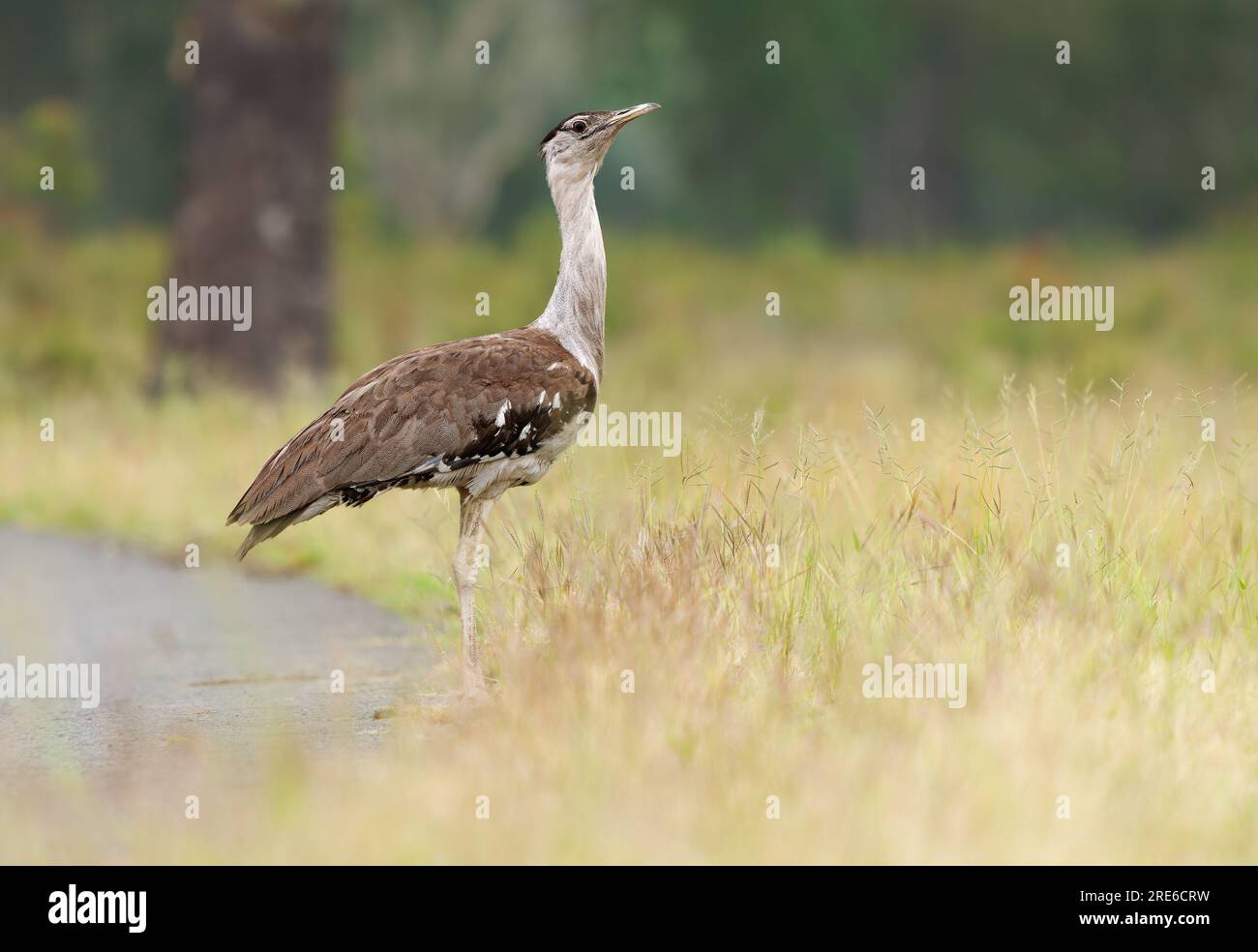 Australian ground dwelling bird hi-res stock photography and images - Alamy