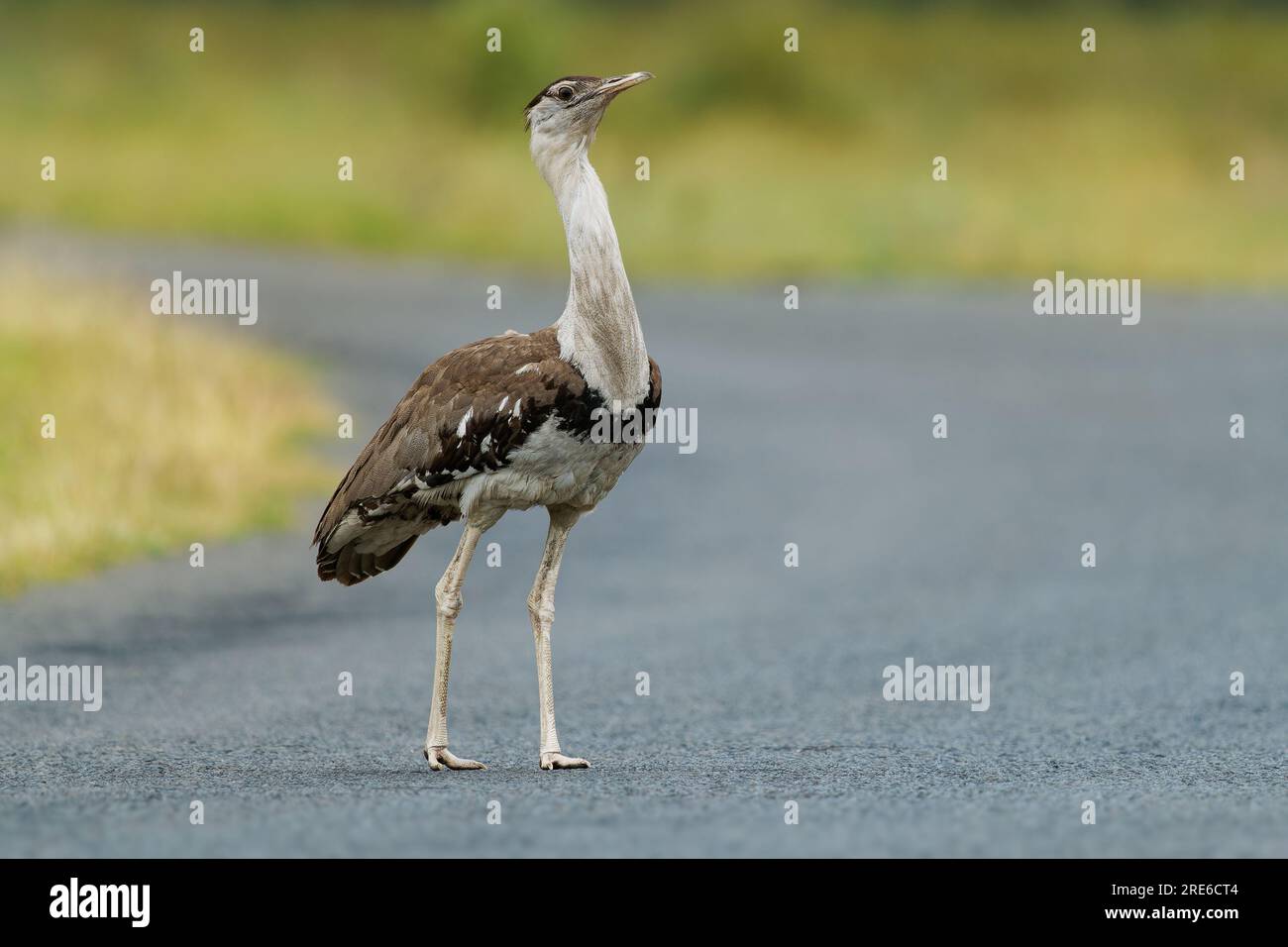 Australian ground dwelling bird hi-res stock photography and images - Alamy