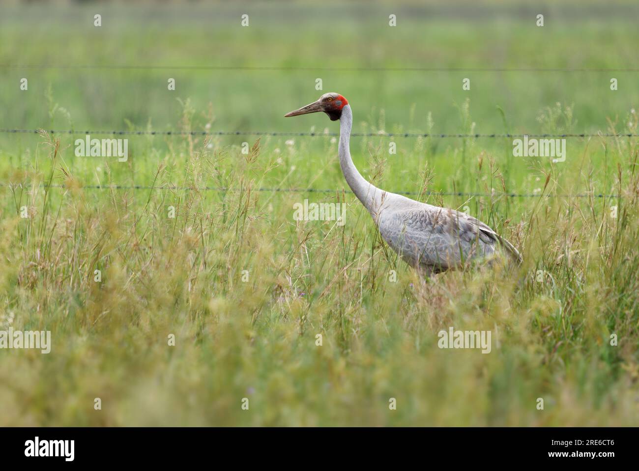 Brolga - Antigone rubicunda or Australian crane formerly Native ...