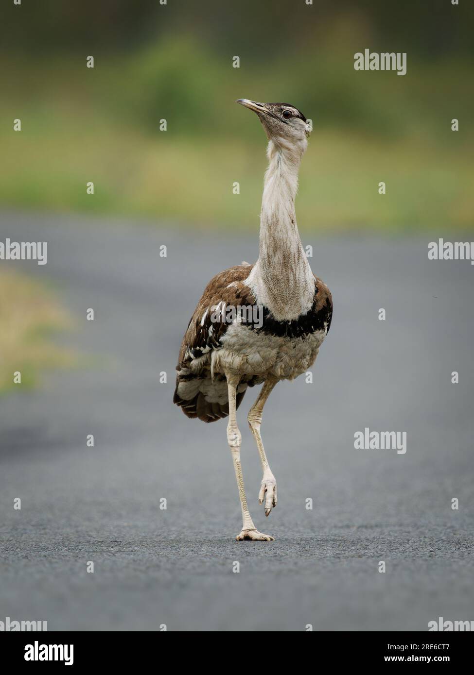 Australian ground dwelling bird hi-res stock photography and images - Alamy