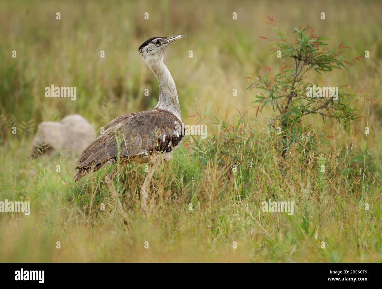 Australian ground dwelling bird hi-res stock photography and images - Alamy