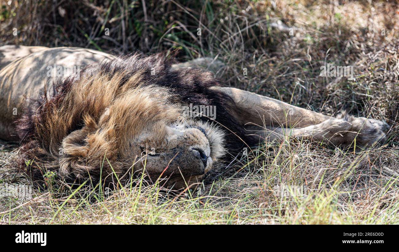 Masai Mara, Masai Mara, Kenya. 25th July, 2023. Scarface the infamous ...