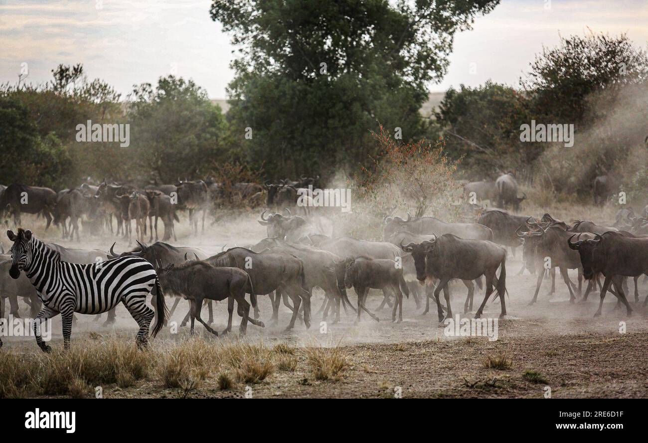 Wildebeest zebras kick up dust hi-res stock photography and images - Alamy