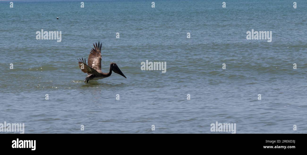 Side view of one brown pelican bird starting to fly away from floating ...