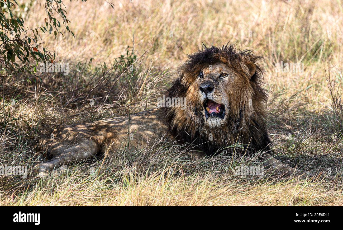 Masai Mara, Masai Mara, Kenya. 25th July, 2023. Scarface the infamous Masai Mara lion rests in ...