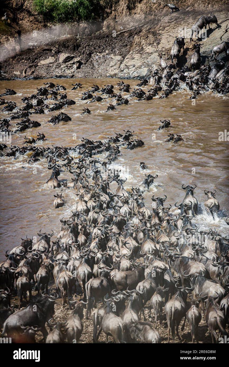 July 25, 2023, Masai, Masai Mara, Kenya: And aerial image of Wildebeest ...