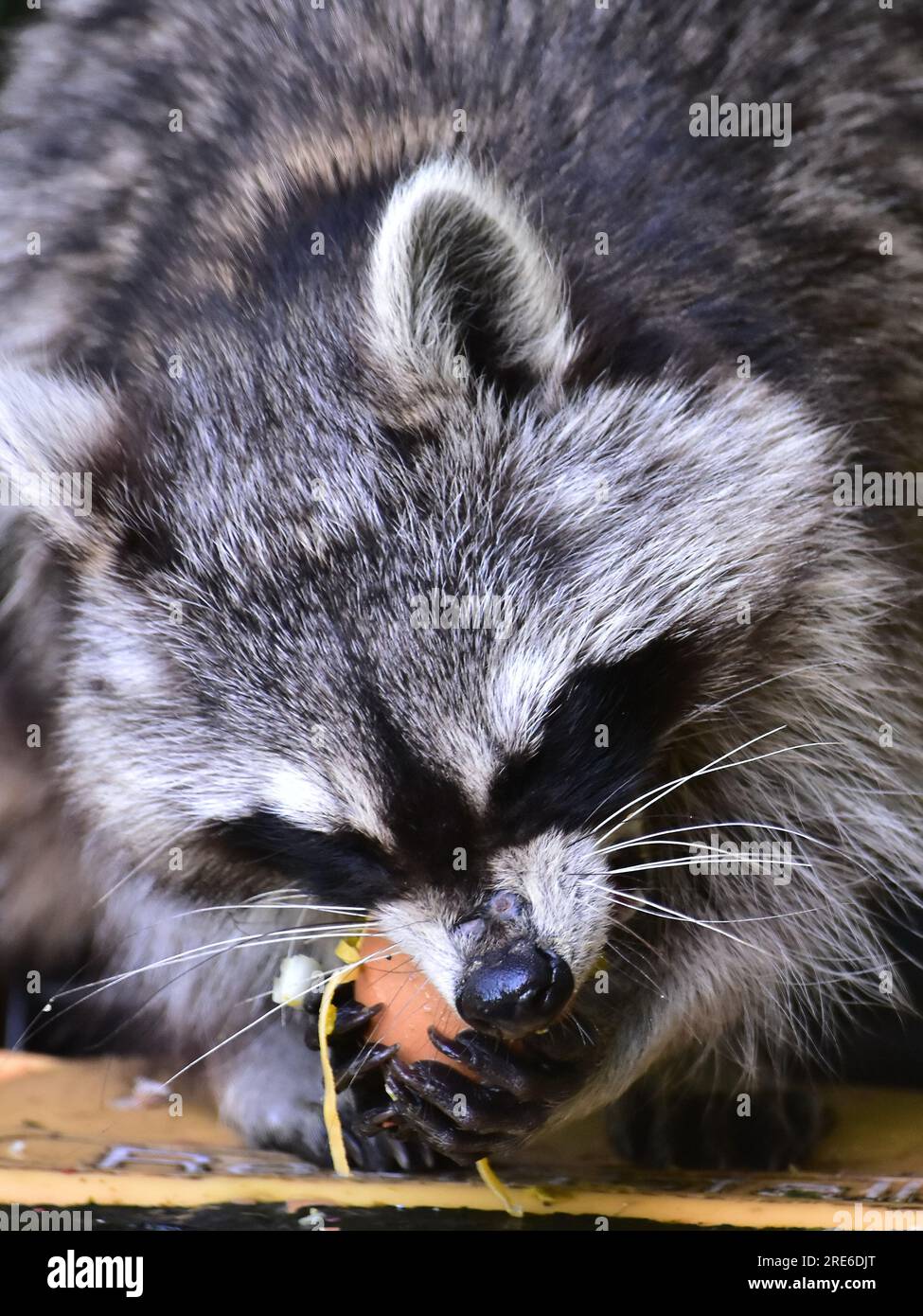 A special guest - the Raccoon Stock Photo - Alamy