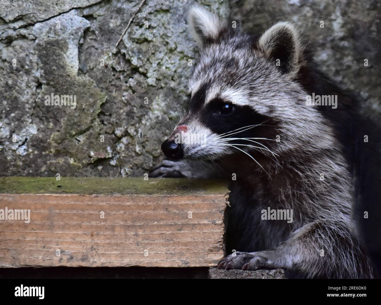 A special guest - the Raccoon Stock Photo - Alamy