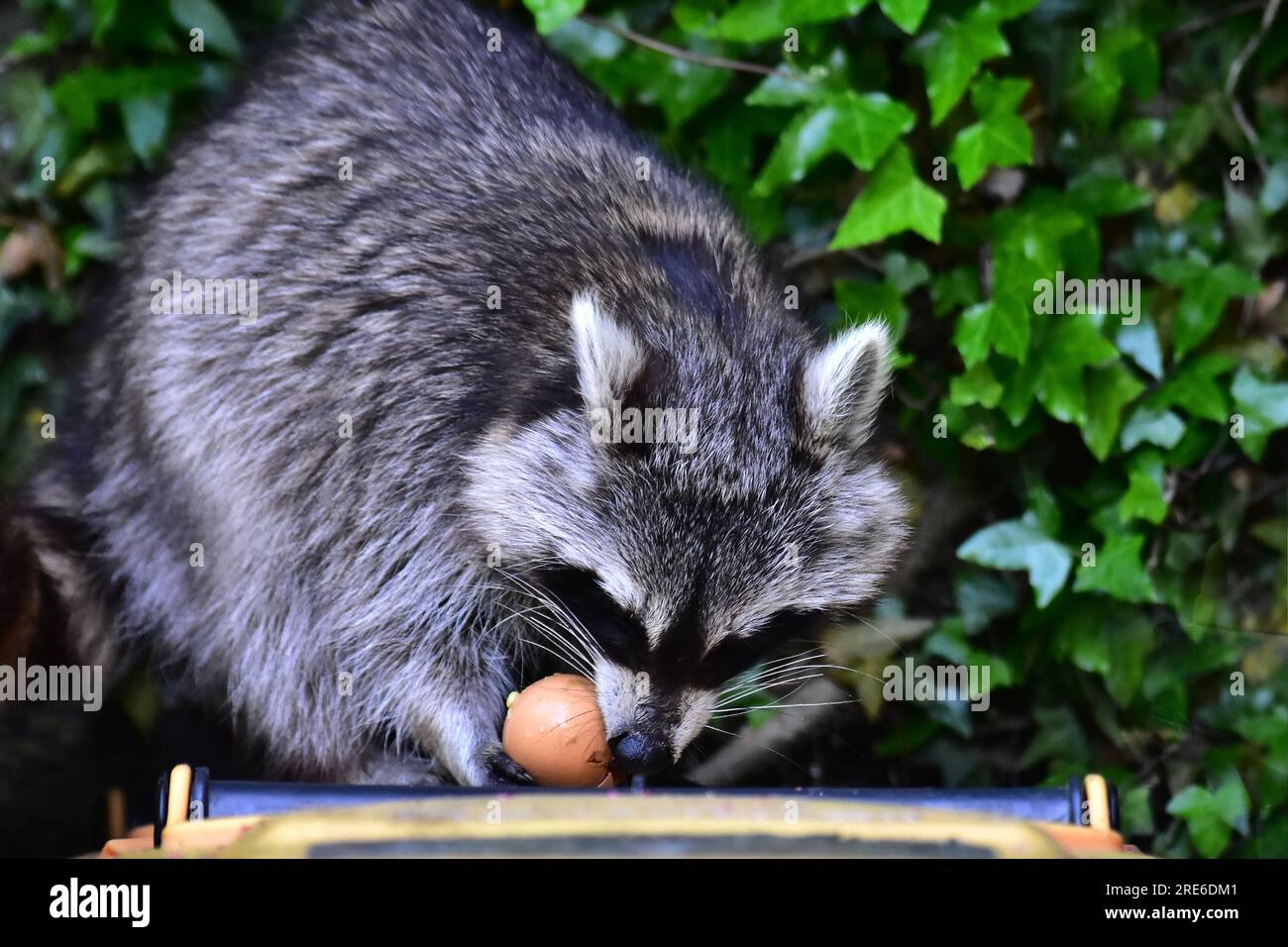 A special guest - the Raccoon Stock Photo - Alamy