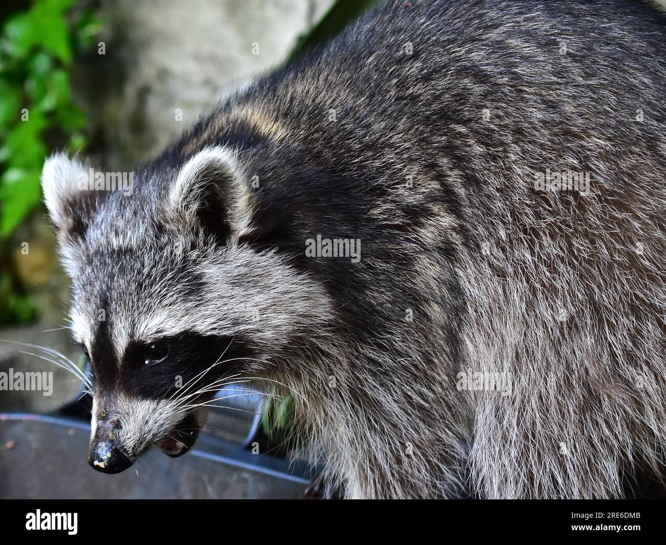 A special guest - the Raccoon Stock Photo - Alamy