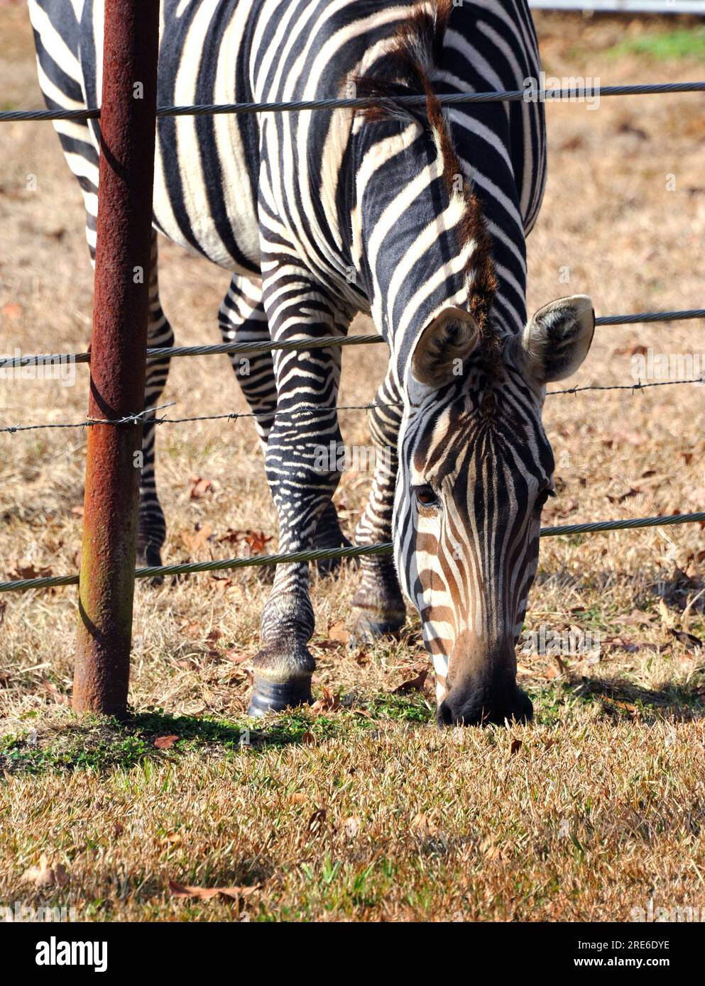 Zebra reaches through fence to reach grass on the other side Stock ...