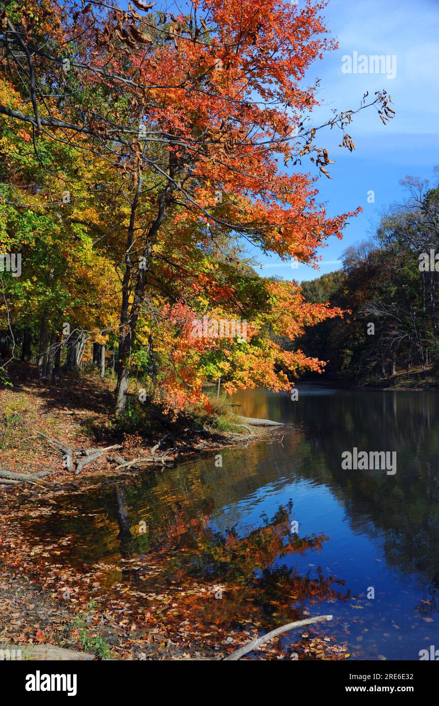 Autumn landscape colors the still waters of Poplar Tree Lake in Meeman ...