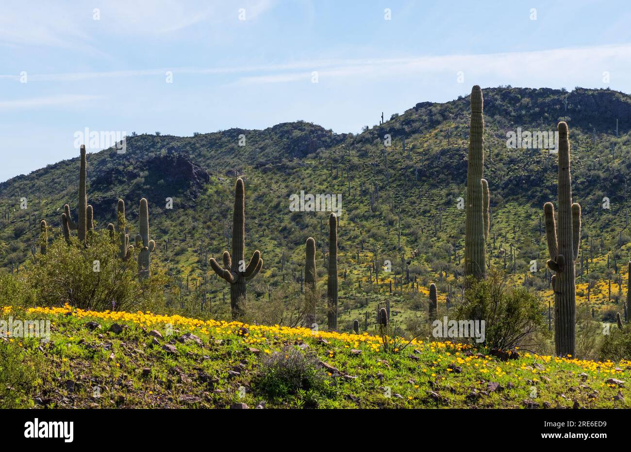 Mexican poppies bloom along the Sunset Trail, Picacho Peak Start Park ...