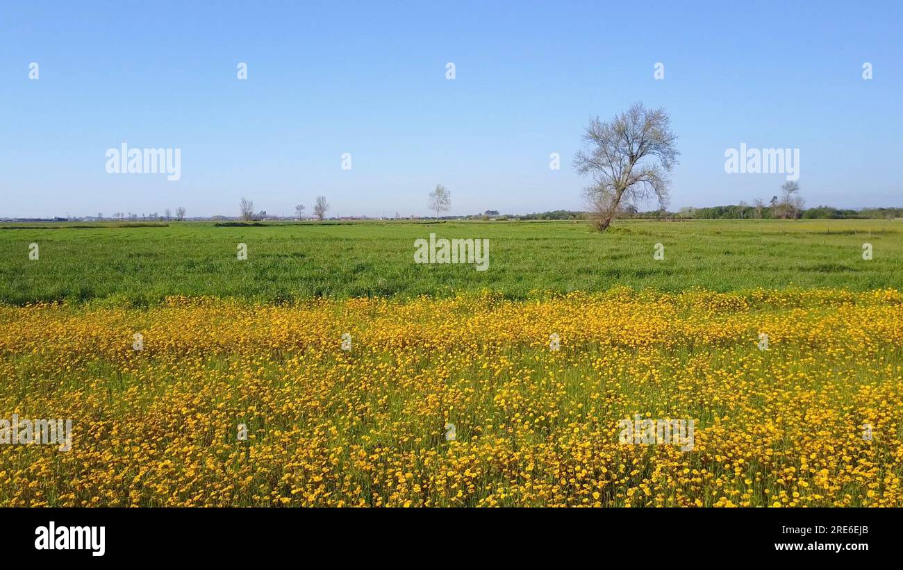 Aerial view of yellow daisies field, 4K drone footage Stock Photo - Alamy