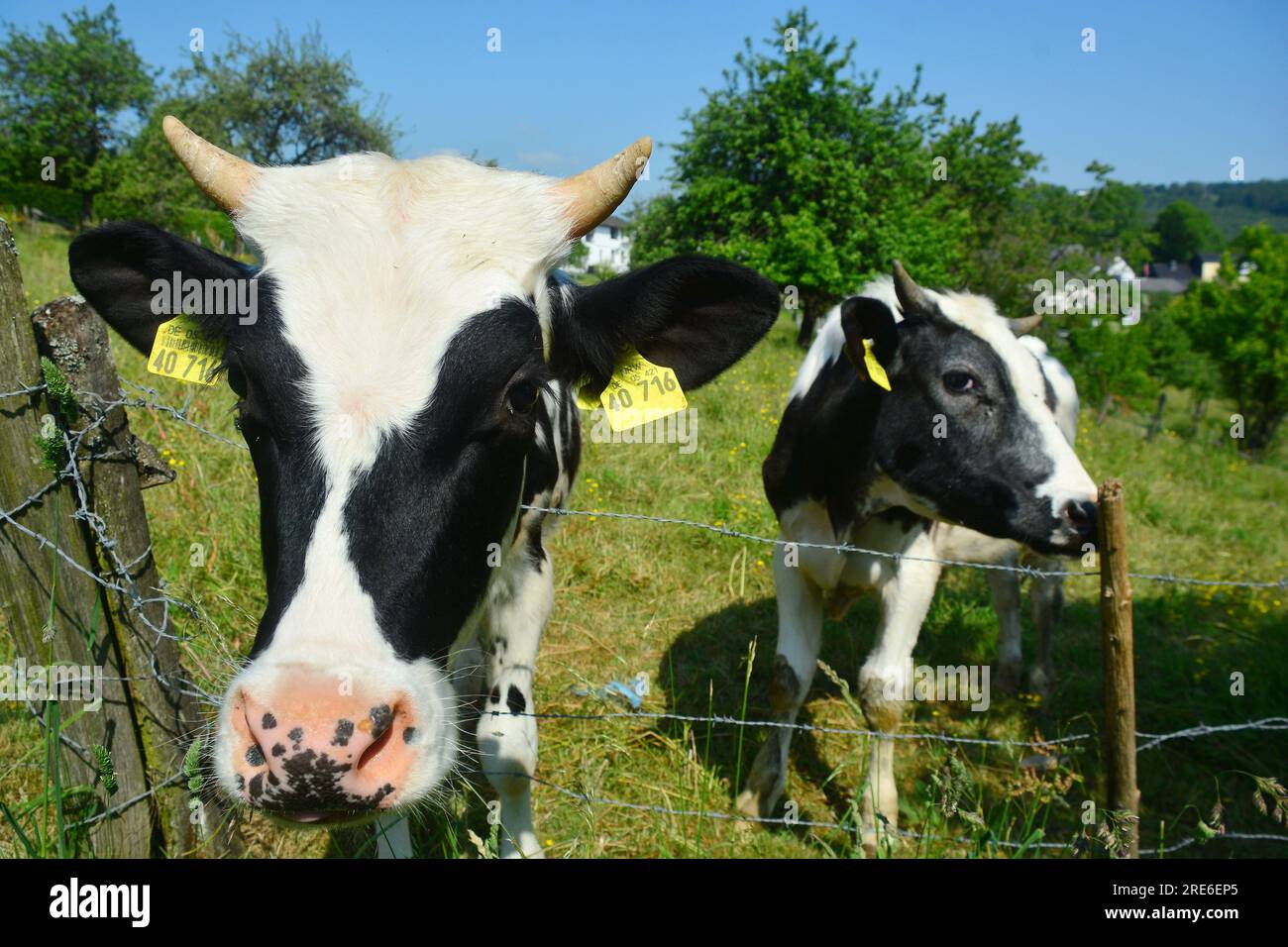 Cattle - two beautiful calves Stock Photo - Alamy