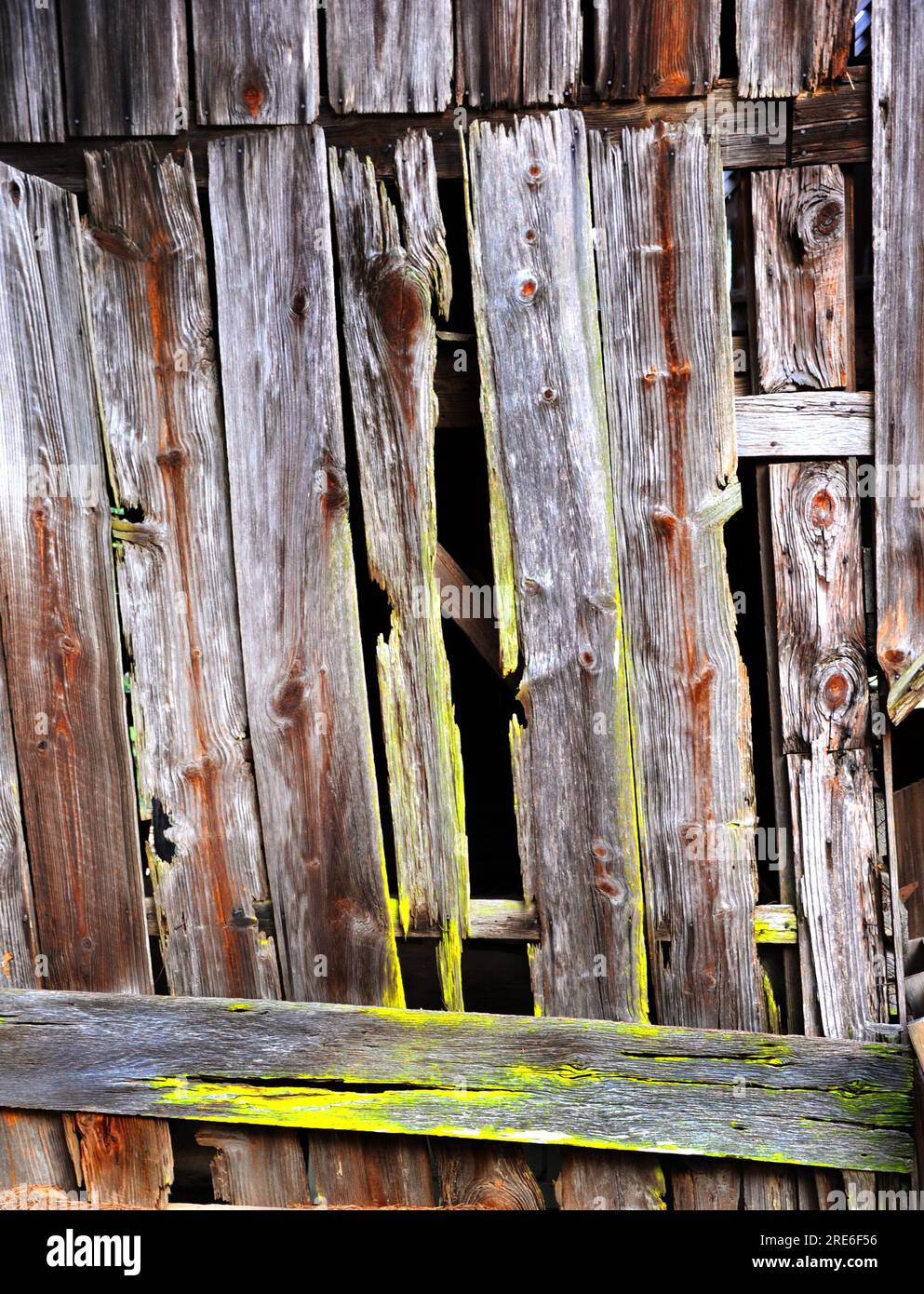 Rotting barn boards are cracked and broken. Green mold has begun to ...