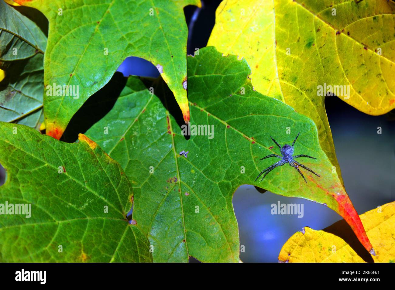 Autumn begins to turn the leaves yellow in Memphis, Tennessee. A flat ...