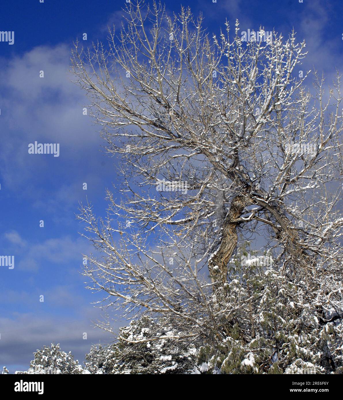 Background image of gnarled, broken and twisted tree in a winter ...