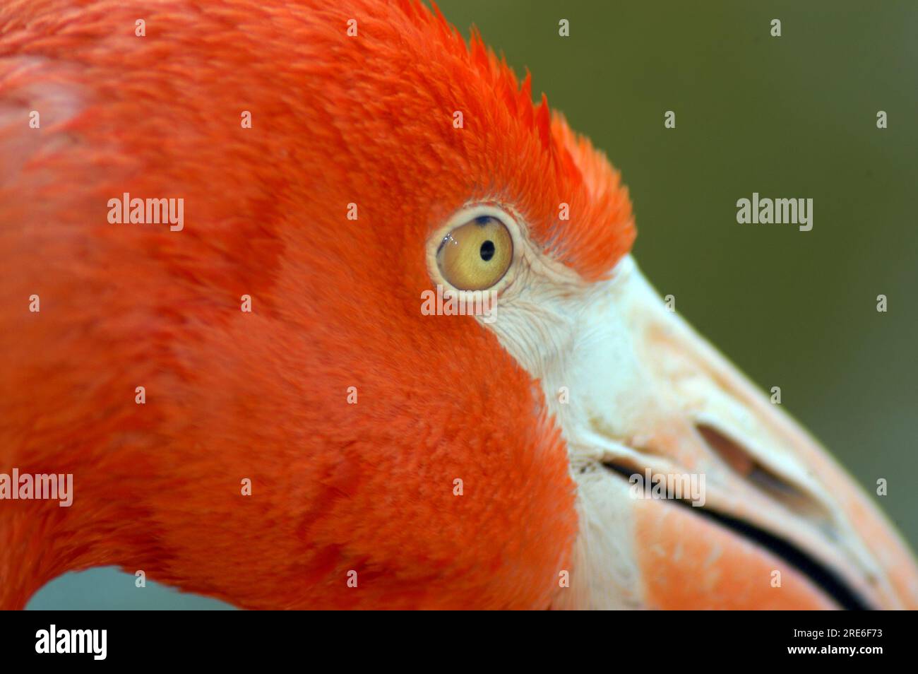 Kellyfamily hi-res stock photography and images - Alamy