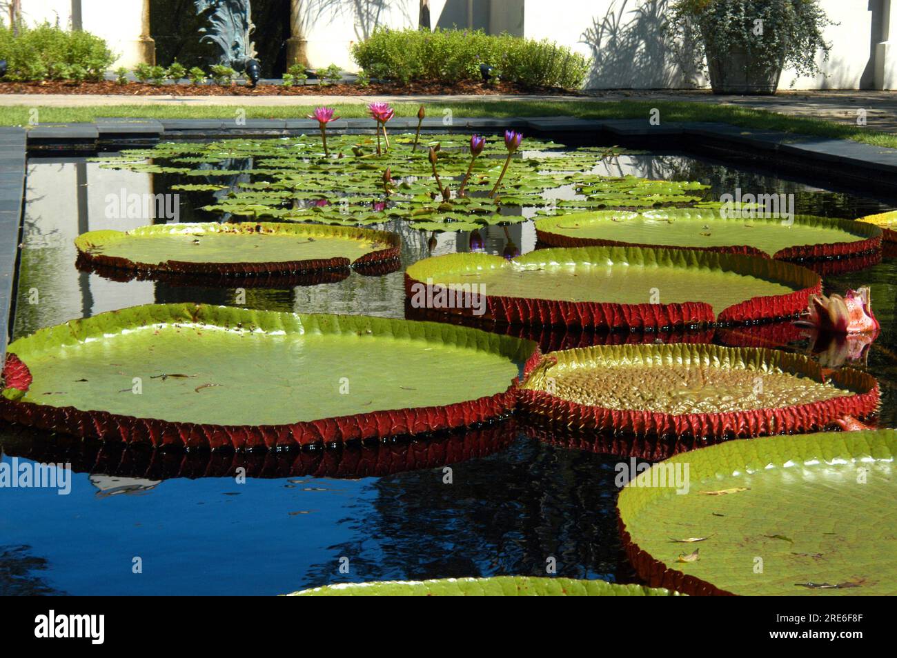 Large lilly pads and water lillies thrive in the Birmingham Botanical ...