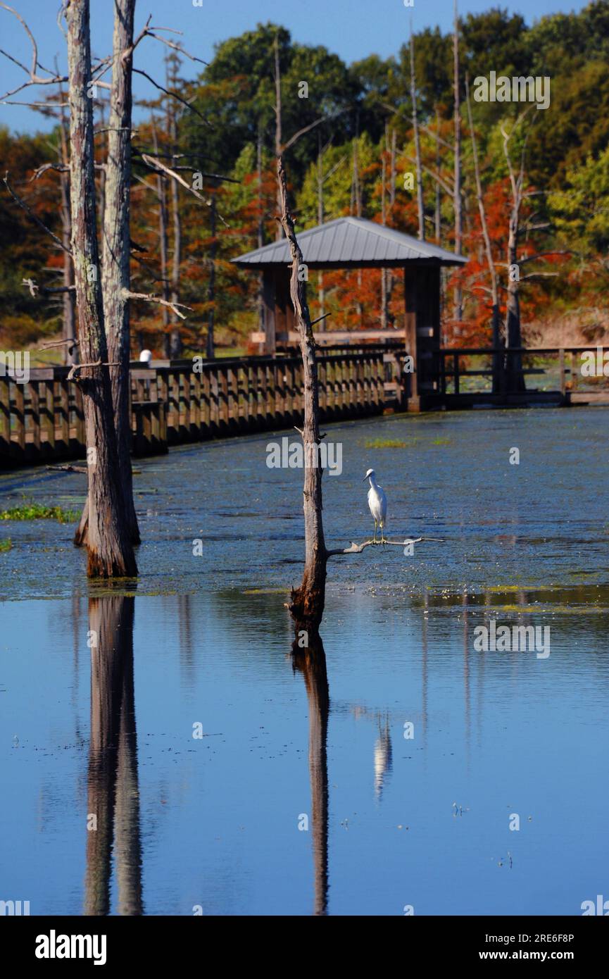 Wooden boardwalk curves around Black Bayou Lake National Wildlife ...