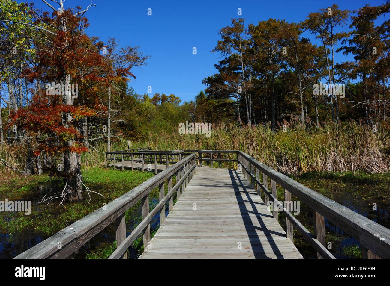 Twisting wooden boardwalk stretches into the Black Bayou Lake National ...
