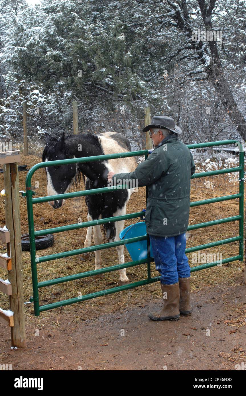 Rancher braves the cold to take care of his horse. Horse is a paint and ...
