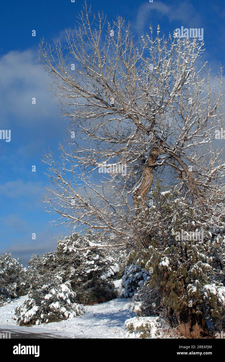 Weathered tree has twisted and broken limbs. Snow sits on each branch ...