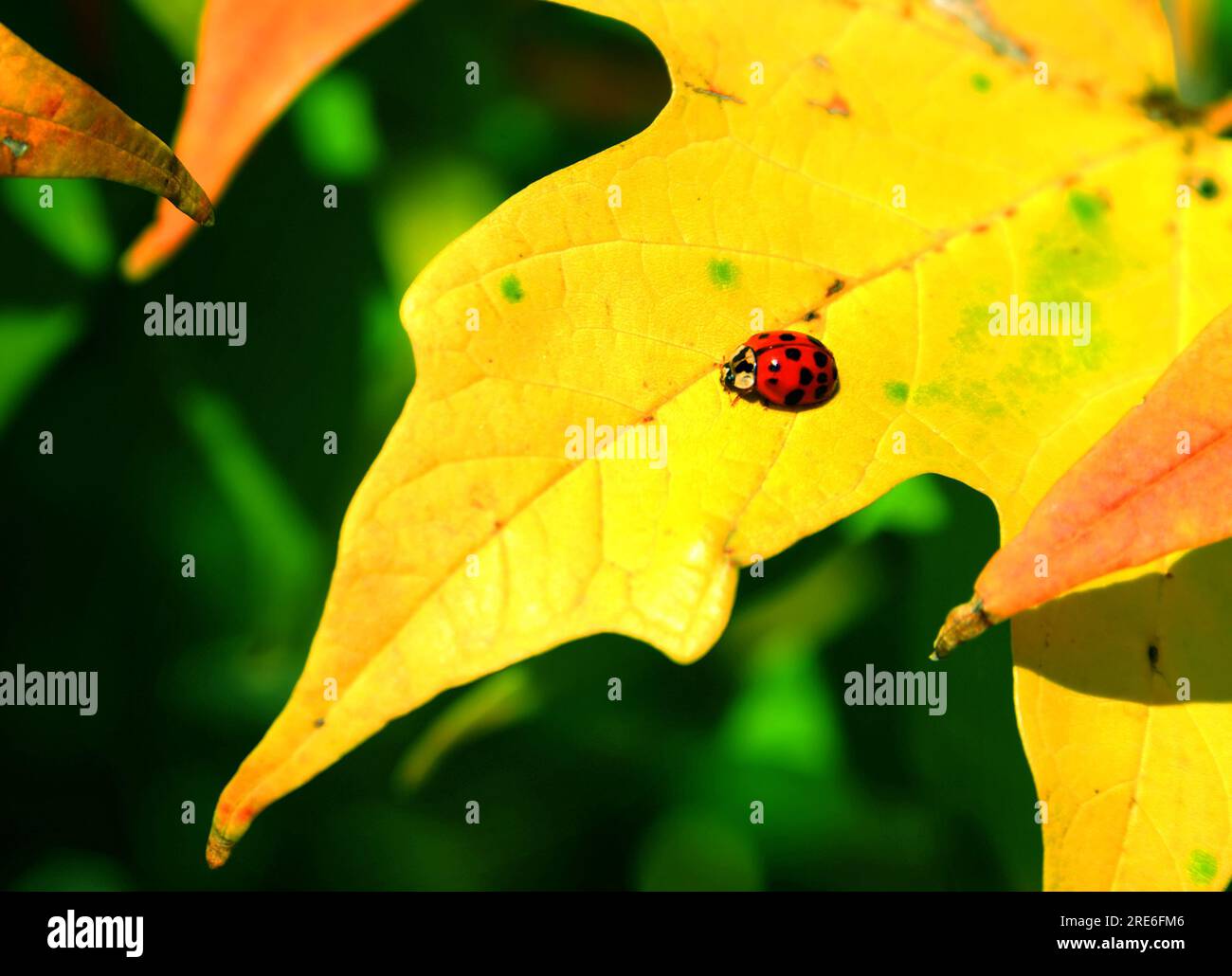 Closeup shows ladybug has changed to red and leaves to yellow and ...