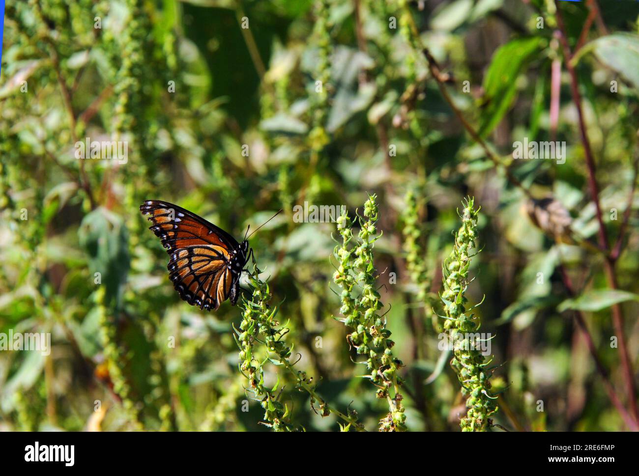 Beautiful Monarch Butterfly is perched along the path in the Black ...