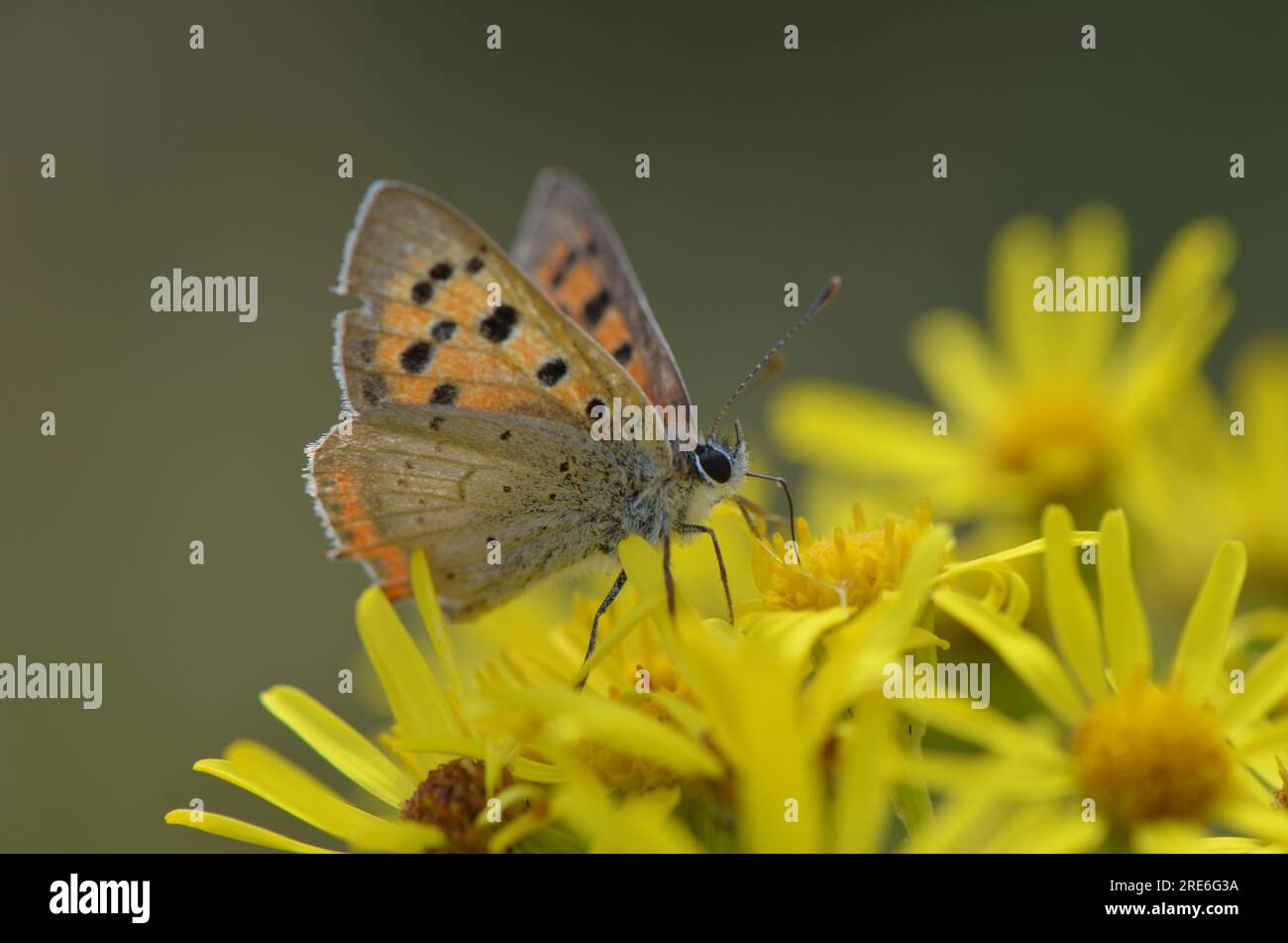 Small copper butterfly Stock Photo - Alamy