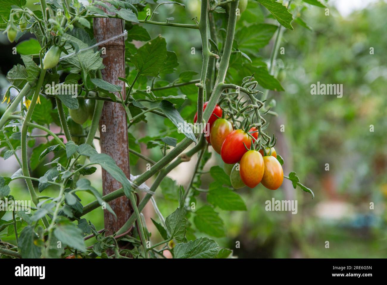Some ripening date tomatoes in a vegetable garden Stock Photo - Alamy