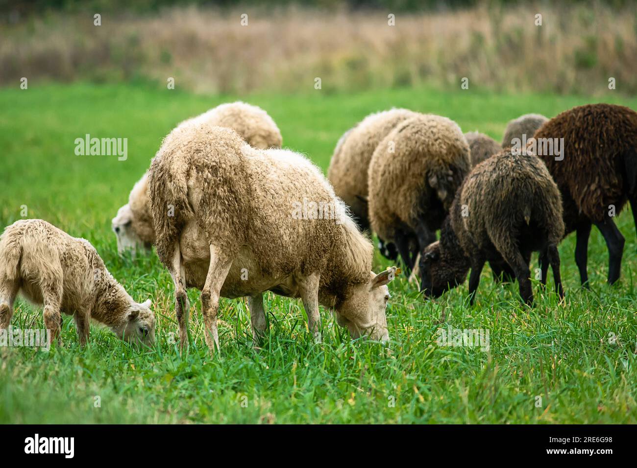 Farmers grazing cattle hi-res stock photography and images - Alamy